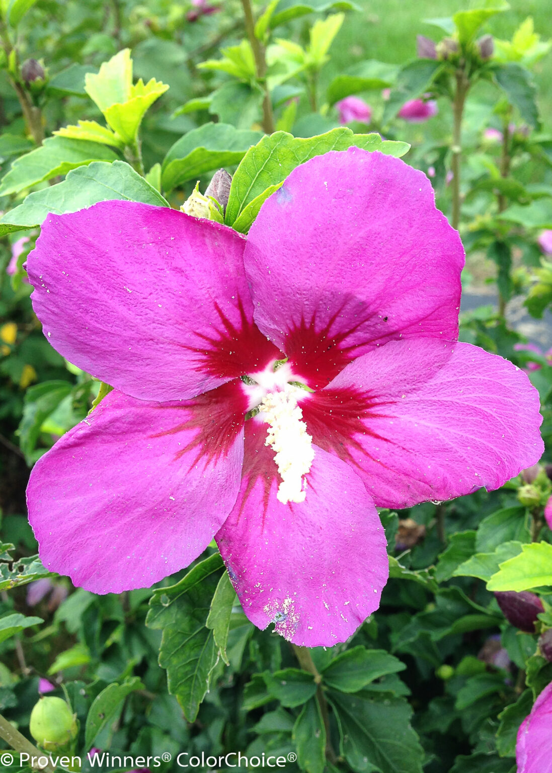 Hibiscus syriacus ‘Lil Kim Violet’ (Rose of Sharon, Shrub Althea ...