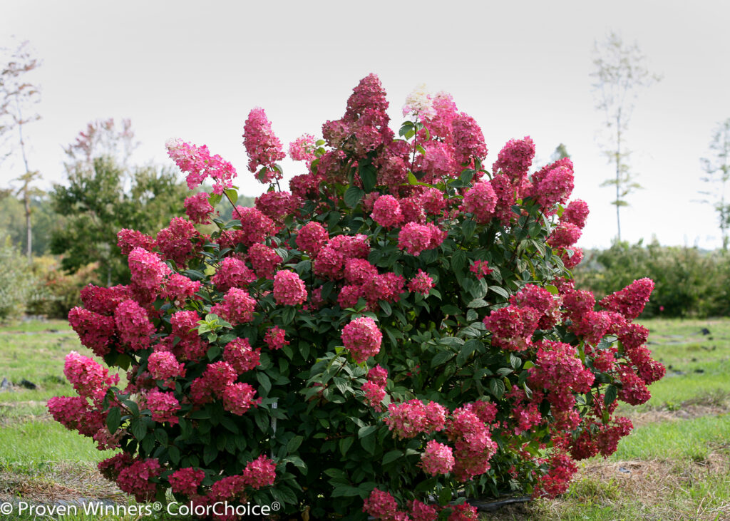 Hydrangea paniculata ‘Firelight’ (Panicle Hydrangea) | Maple Hill Nursery