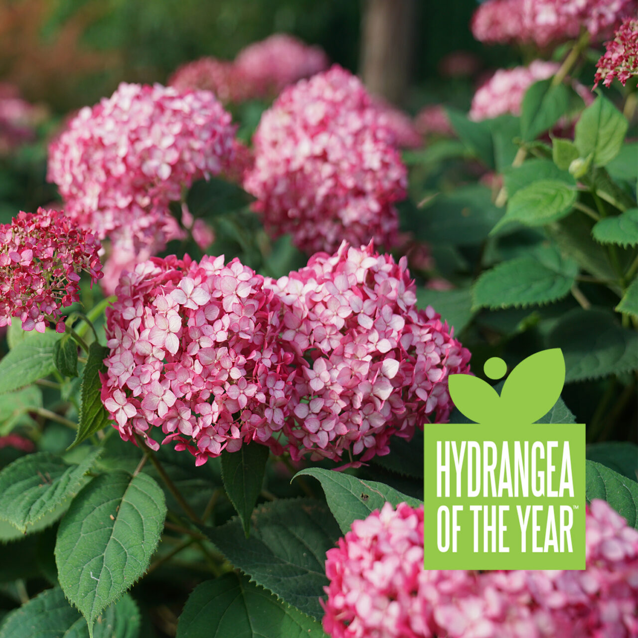 Hydrangea arborescens ‘Ruby’ (Smooth Hydrangea) | Maple Hill Nursery