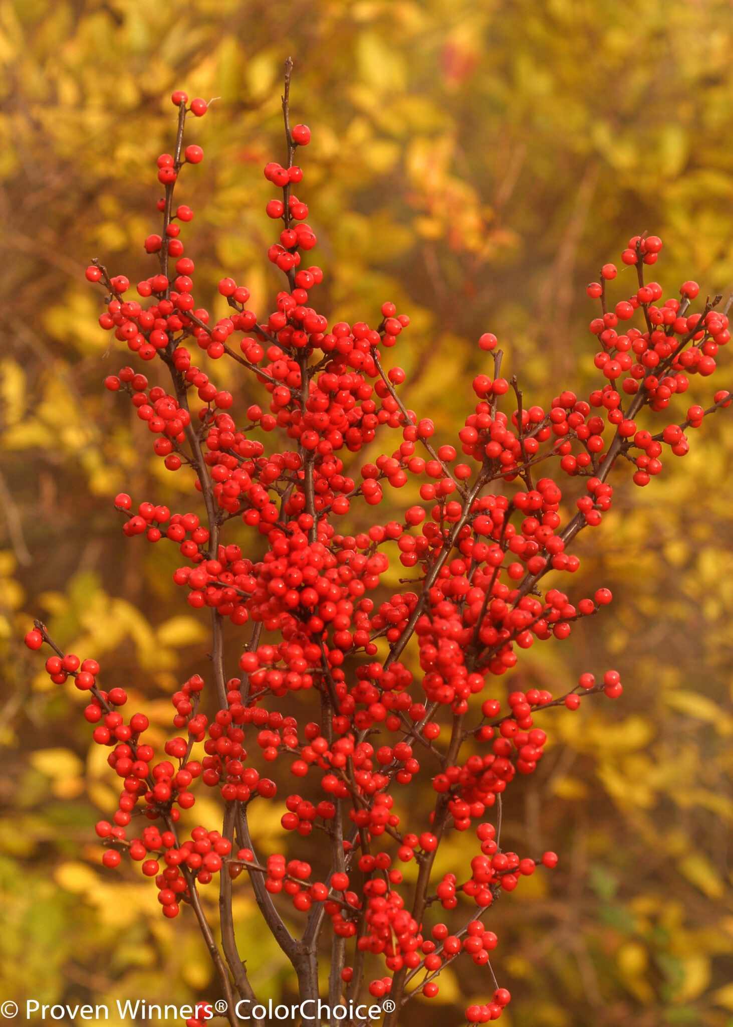 Ilex verticillata ‘Berry Heavy’ (Female Winterberry Holly) | Maple Hill ...