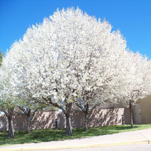 Pyrus calleryana ‘Aristocrat’ (Callery Flowering Pear) | Maple Hill Nursery