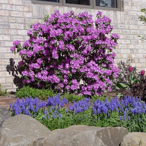 Rhododendron ‘P.J.M.’ (Small Leaf Rhododendron) | Maple Hill Nursery