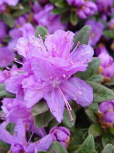 Rhododendron ‘Purple Gem’ (Small Leaf Rhododendron) | Maple Hill Nursery