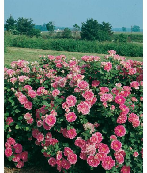 Rosa ‘Carefree Wonder’ Zone 4 (Shrub Rose) | Maple Hill Nursery