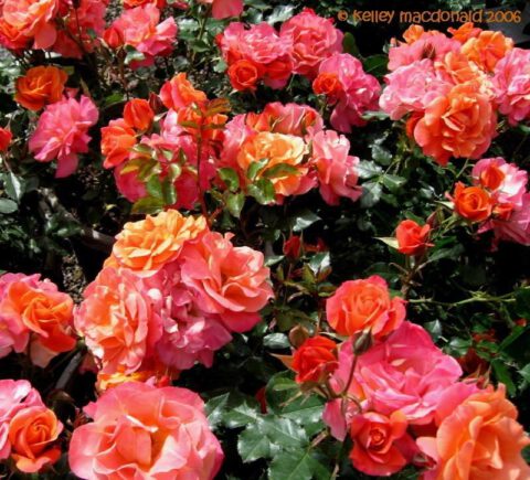 Floribunda Roses | Maple Hill Nursery