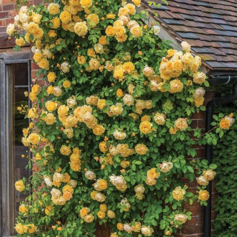 Rosa ‘Graham Thomas’ (David Austin Climber Rose) | Maple Hill Nursery