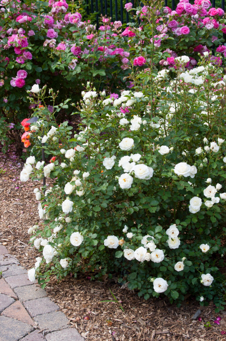 Rosa ‘Snowdrift’ Zone 4 (Shrub Rose) | Maple Hill Nursery